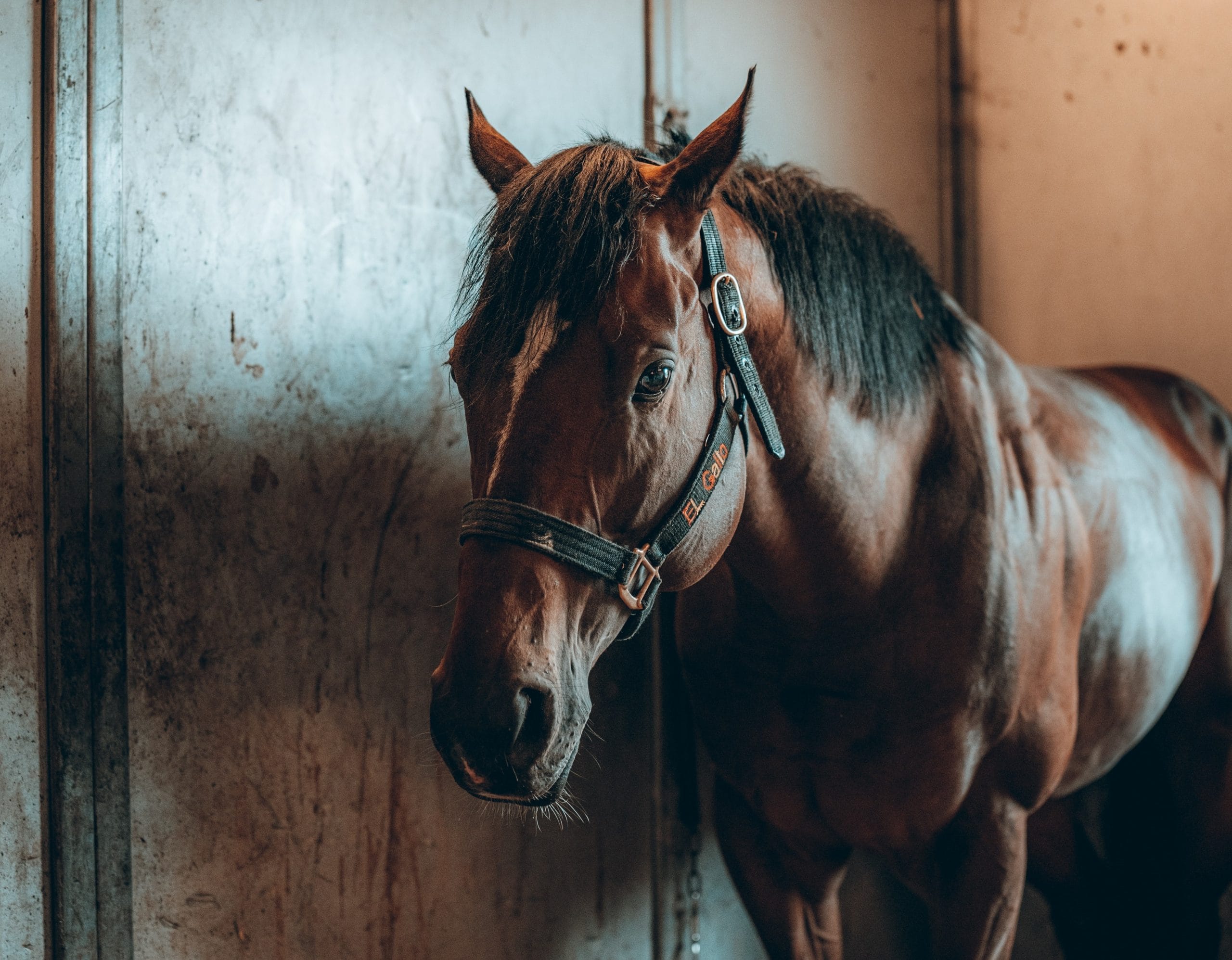 Is your horsebox safe? How to check | Rothera Bray Solicitors